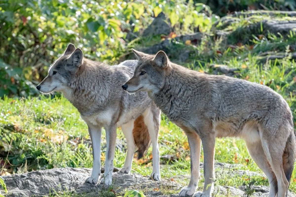 Sospeso l’abbattimento dei due lupi a Bolzano, il Tar blocca l ...